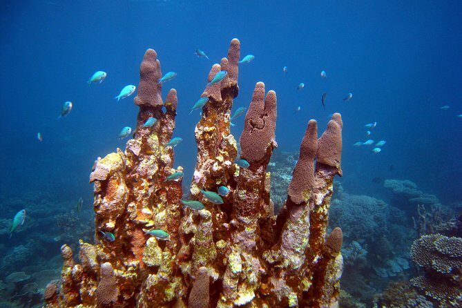 Coral Bay 3-Hour Turtle Ecotour - Who Should Book This Tour?