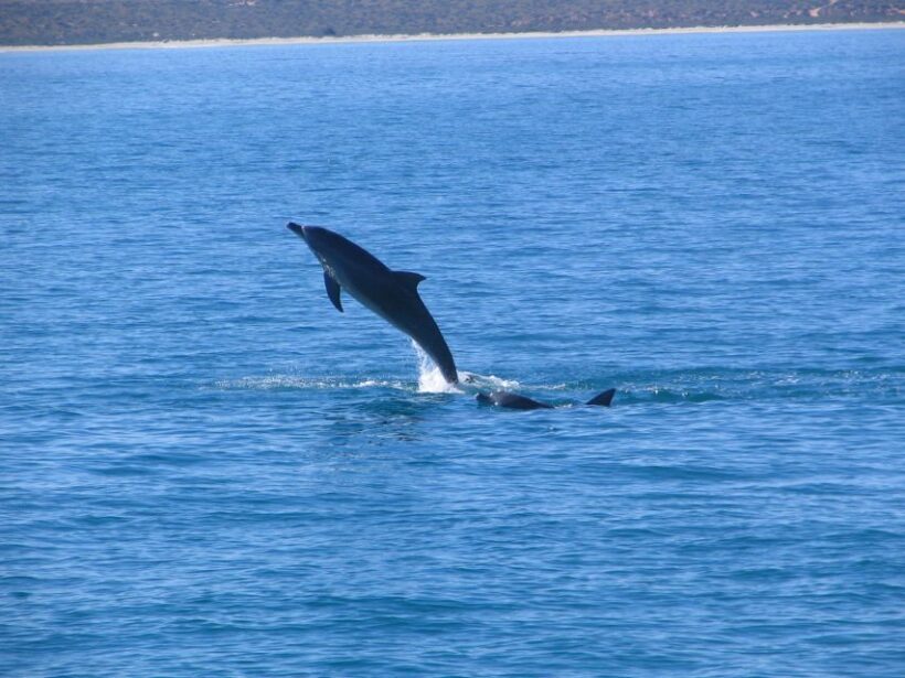 Coral Bay: 3-Hour Whale Watching Experience - Why This Tour Is Worth Your While