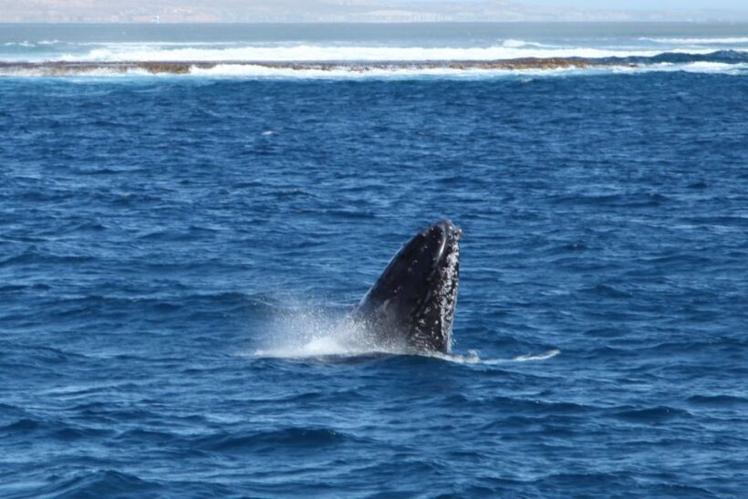 Coral Bay: 3-Hour Whale Watching Experience - The Itinerary: What to Expect
