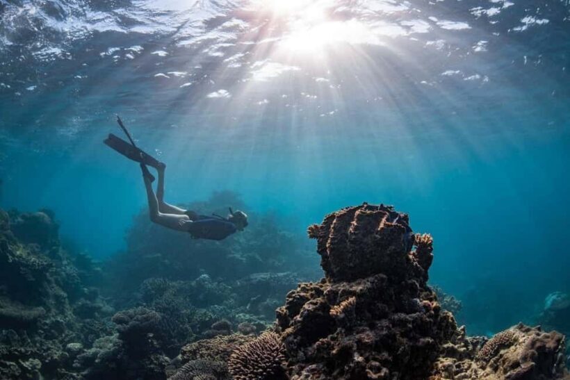 Coral Bay: Half Day Ningaloo Reef Adventure with Manta Rays - An In-Depth Look at What You Can Expect
