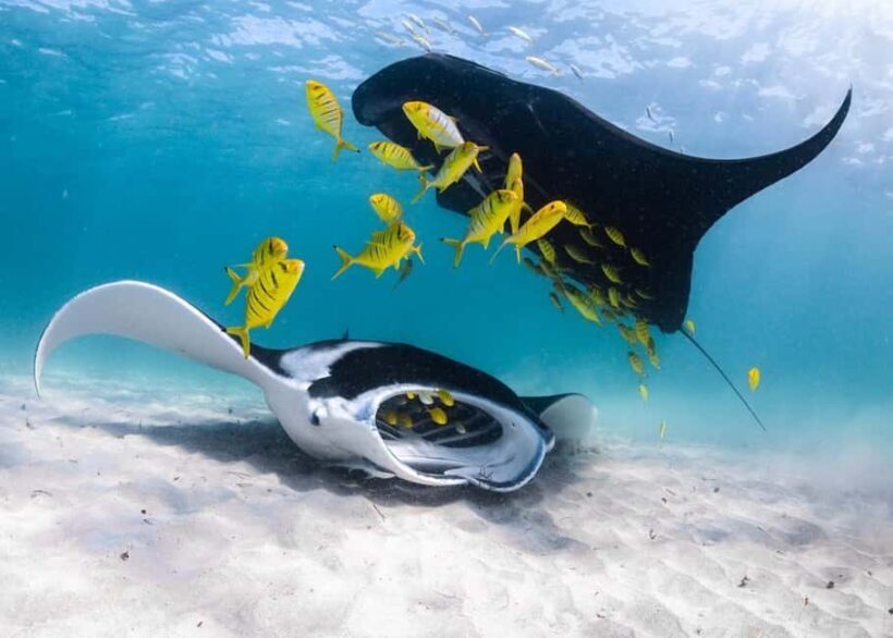 Coral Bay: Half Day Ningaloo Reef Adventure with Manta Rays - Who Will Love This Tour?