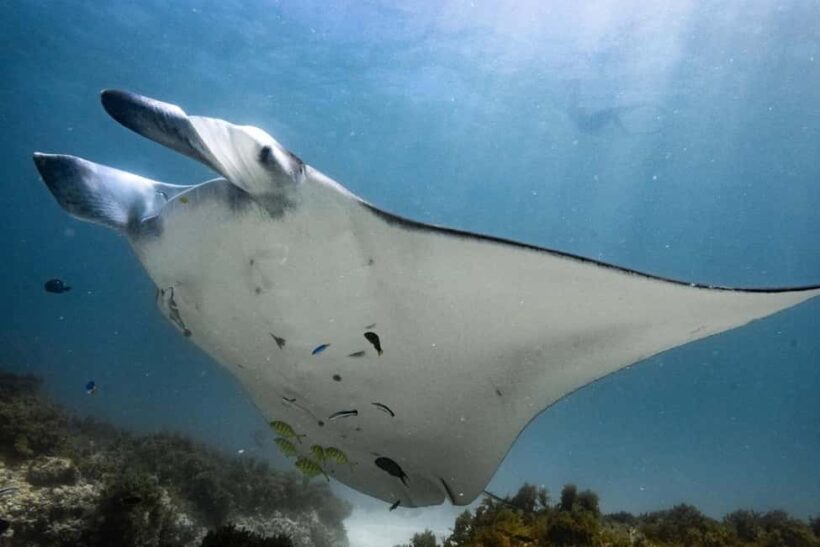 Coral Bay: Half Day Ningaloo Reef Adventure with Manta Rays - The Sum Up