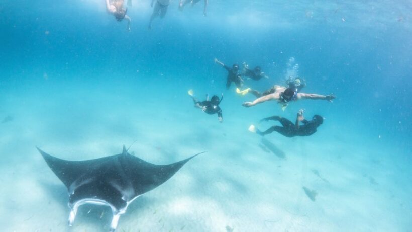 Coral Bay: Marine Eco Safari - Swim With Manta Rays - Key Points