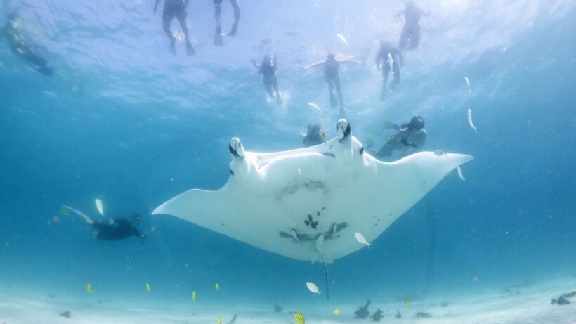 Coral Bay: Marine Eco Safari - Swim With Manta Rays - Mid-Morning: Manta Ray Snorkeling at Batemans Bay