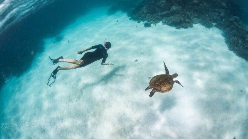 Coral Bay: Ningaloo Reef 3-Hour Turtle Ecotour - Introduction: What’s This Tour All About?