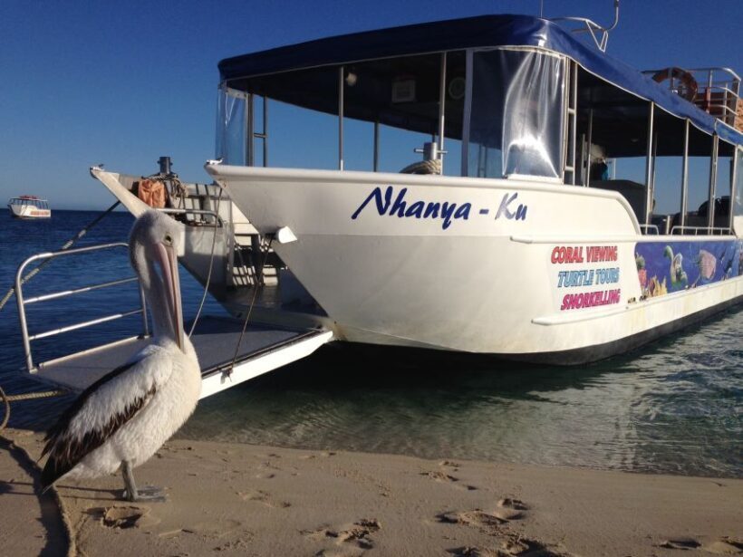 Coral Bay: Ningaloo Reef 3-Hour Turtle Ecotour - The Marine Environment: Seeing Turtles and Coral