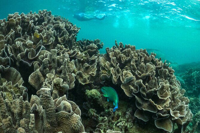 Coral By Kayak - Ningaloo Reef Half Day Kayak & Snorkel Tour - The Paddling and Snorkeling Experience