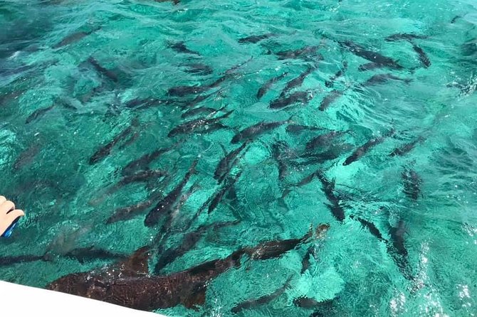 Coral Garden Shark and Sting Ray Alley Snorkeling - Customer Reviews and Feedback