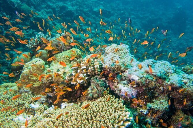 Coral Island Banana Beach Snorkeling and Clear Kayak Tour - FAQ