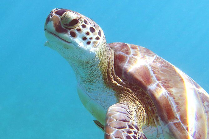 Coral Reef and Turtle Discovery Kayak and Snorkel Tour - Exploring the Experience: What to Expect