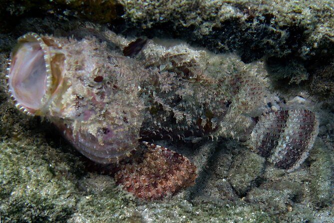 Coral Reef and Turtle Discovery Kayak and Snorkel Tour - FAQ