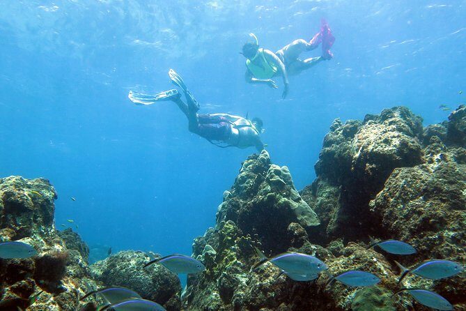 Coral Reef and Turtle Discovery Tour - Key Points