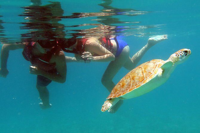 Coral Reef and Turtle Kayak Excursion - What to Expect from the Coral Reef and Turtle Kayak Excursion