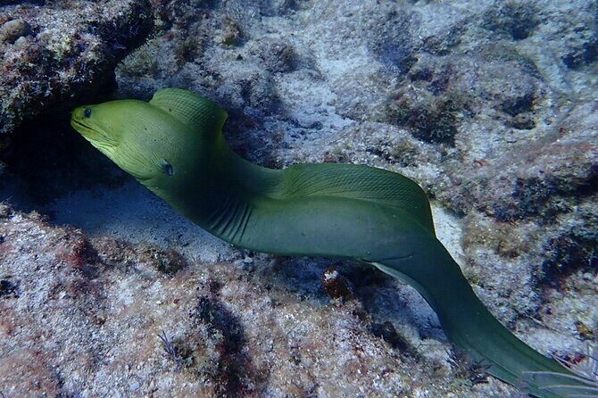 Coral Reef Half Day Snorkel Trip - Who Will Enjoy This Tour?
