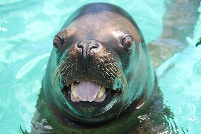 Coral World Ocean Park General Admission Ticket - Key Points