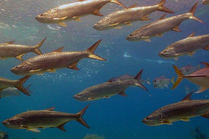 Coral World Ocean Park General Admission Ticket - Final Thoughts