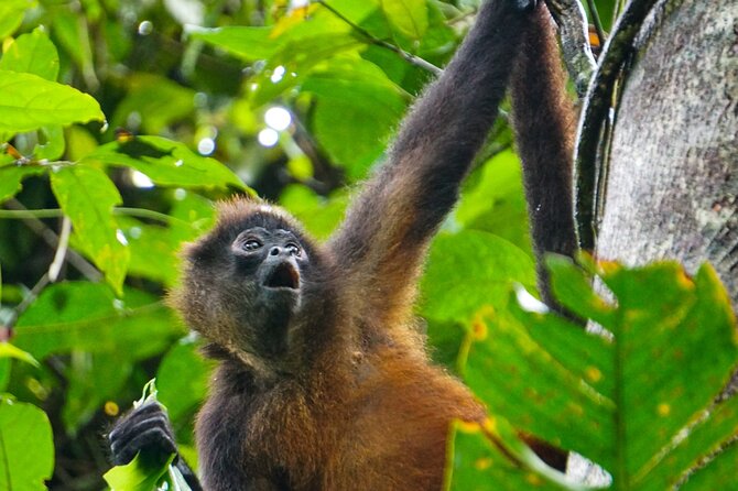 Corcovado and Drake Bay 2-Day Small-Group Safari Guided Tour - Guided Experiences and Local Insights