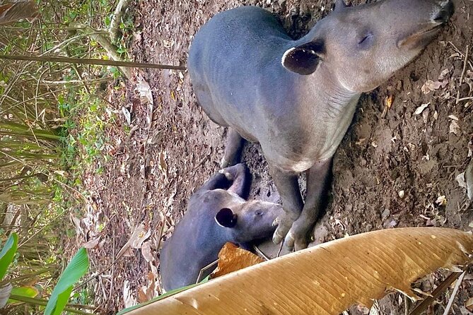 Corcovado National Park Hike - From Uvita - Embarking on the Guided Hike