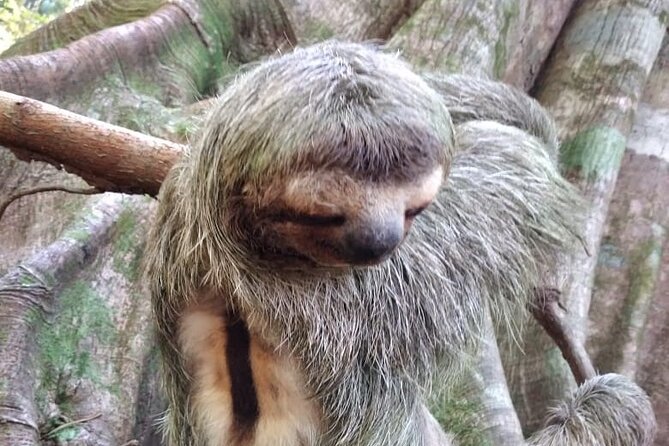 Corcovado National Park Hike - From Uvita - Discovering Corcovados Diverse Ecosystem