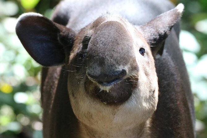 Corcovado National Park Hike - From Uvita - Considering Health and Accessibility Concerns