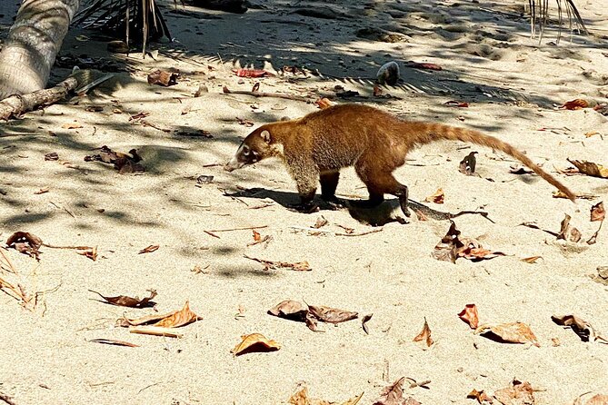 Corcovado National Park Hike - From Uvita - Reviewing Past Traveler Experiences