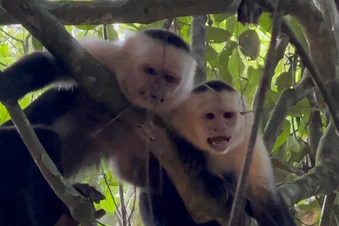 Corcovado National Park - Sirena Day Tour From Puerto Jiménez - Key Points