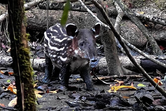 Corcovado National Park - Sirena Day Tour From Puerto Jiménez - Inclusions and Logistics