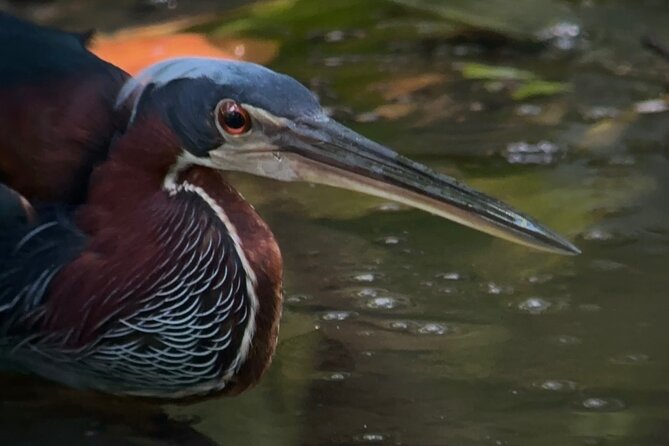 Corcovado National Park - Sirena Day Tour From Puerto Jiménez - Accessibility and Preparation