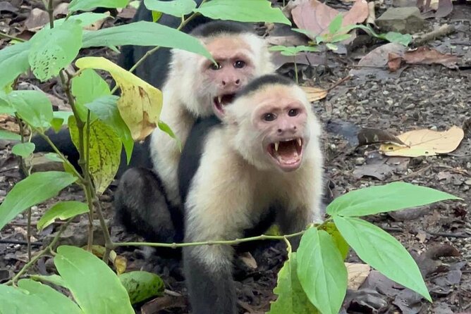 Corcovado National Park - Sirena Day Tour From Puerto Jiménez - Confirmation and Refund Policy