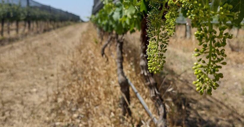 Córdoba: Wine Tour Privado a Colonia Caroya - Día completo - Why This Tour Works Well