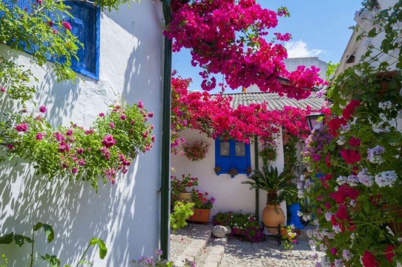Cordoba's Authentic Patios: 2-Hour Tour with Tickets - What the Reviews Say