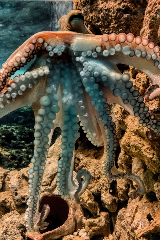 Corfu: Aquarium Entry Ticket with Guided Tour - Practical Considerations