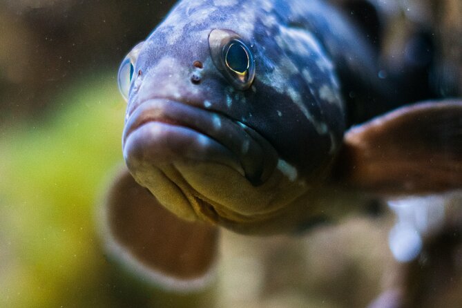 Corfu Aquarium Ticket With Tour Included - Traveler Reviews and Feedback