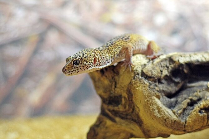 Corfu Aquarium Ticket With Tour Included - What to Expect on the Aquarium Tour