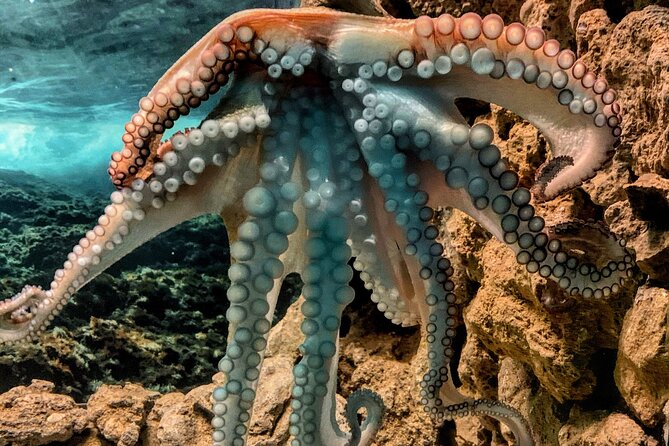 Corfu Aquarium Ticket With Tour Included - The Sum Up