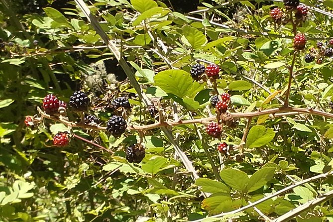 Corfu Countryside Hiking Tour - Customer Feedback and Ratings