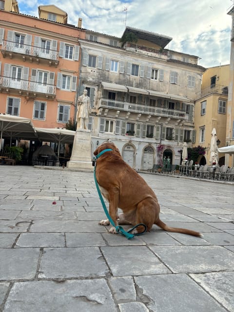 Corfu: Dog Sightseeing Tour - Final Thoughts