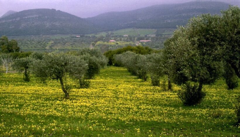 Corfu: Hiking in Olive Groves,Village,Sunset,with Swim Stop - Authentic Reviews from Past Participants