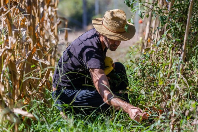 Corfu: Organic Olive Oil Farm Tour with Transfer and Tasting - The Sum Up