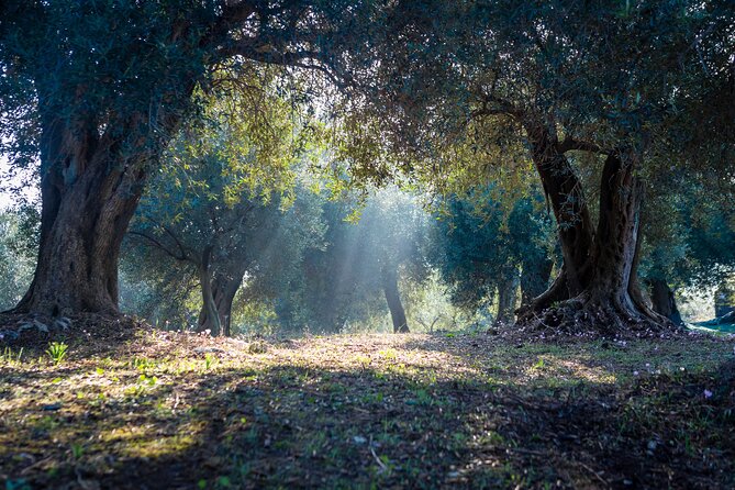 Corfu Organic Olive Oil Tasting at Family Farm - Why Travelers Might Love This Tour