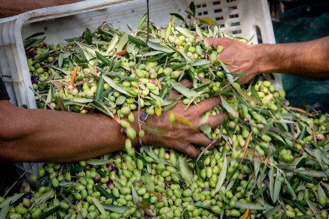 Corfu Organic Olive Oil Tasting at Family Farm - Who Should Consider This Tour?