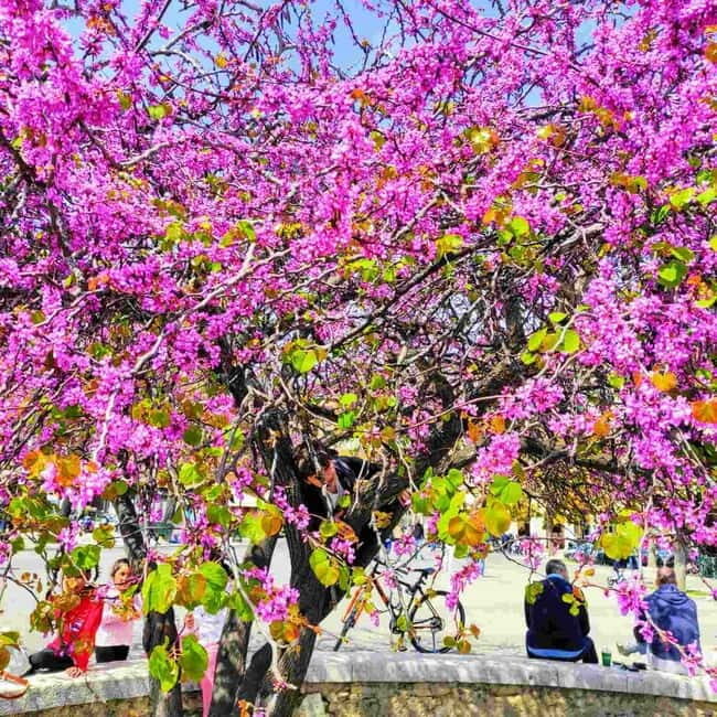 Corfu Town express tour: 90 minutes of History and Culture - Key Points