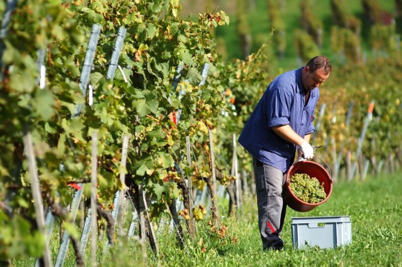 Corfu: Winery Tour and Tasting - Frequently Asked Questions