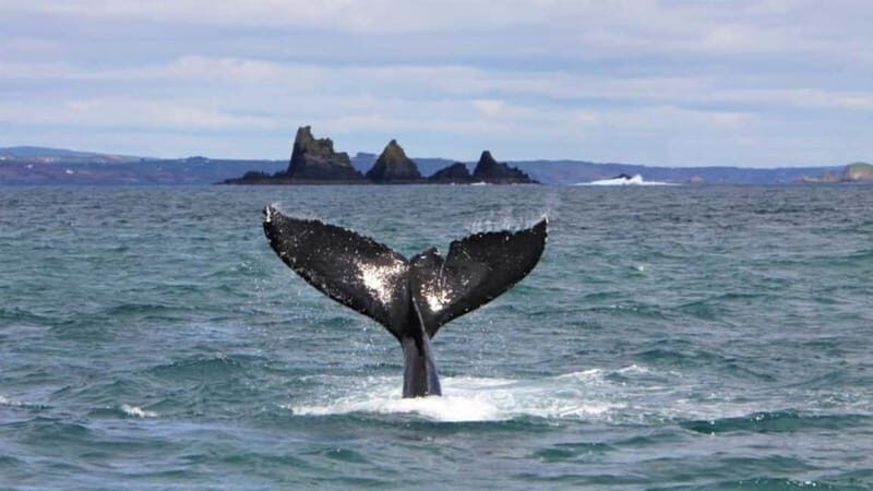 Cork: Fastnet Rock Lighthouse and Cape Clear Island Tour - Cork: Fastnet Rock Lighthouse and Cape Clear Island Tour — An Authentic Irish Coastal Adventure