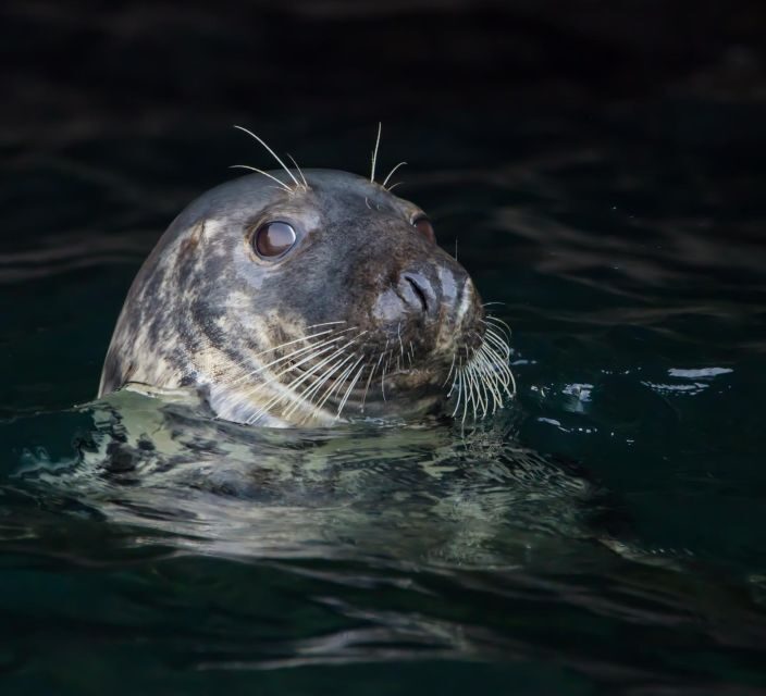 Cornwall: Guided Seal Safari by Boat - An Authentic Wildlife Experience