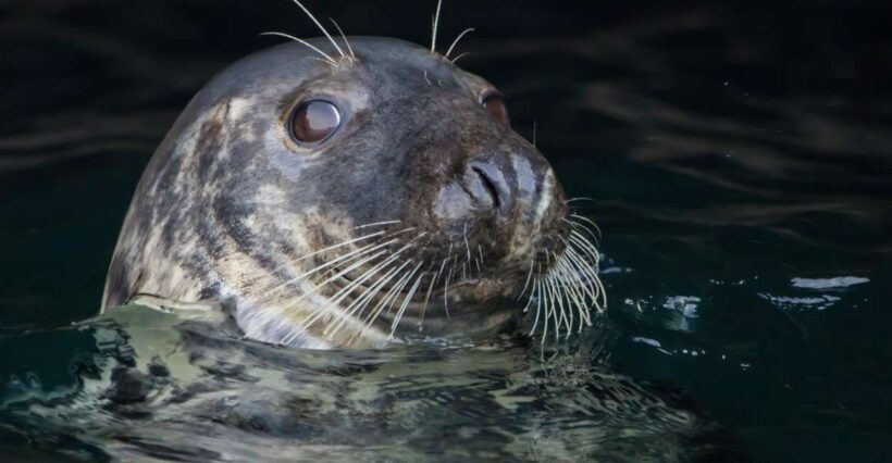 Cornwall: Guided Seal Safari by Boat - Value and Overall Impression