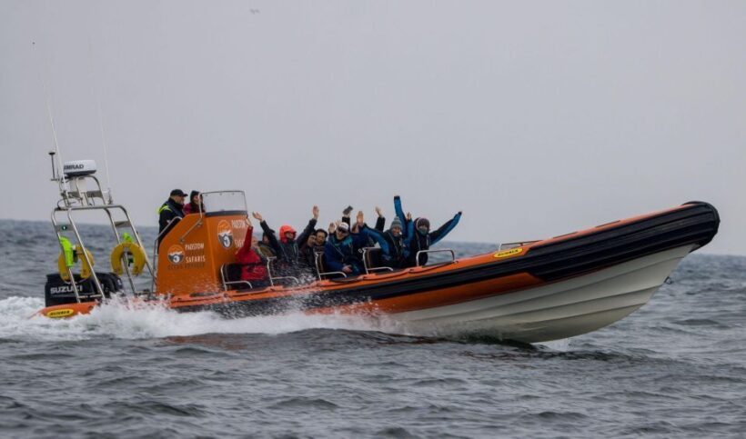 Cornwall: Guided Seal Safari by Boat - Who Is This Tour Best For?