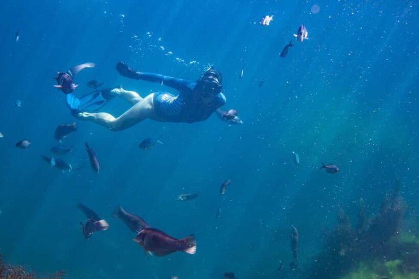 Coromandel: Aldermen Islands Marine Reserve Wildlife Cruise - A Scenic Adventure on the Water
