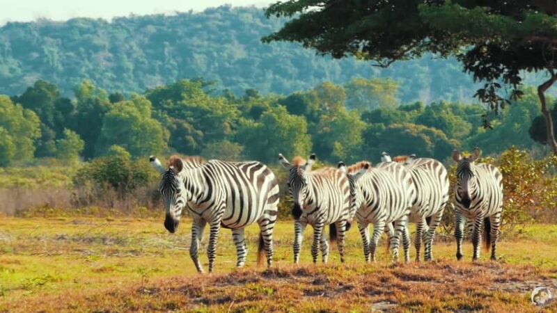 Coron: Black Island & Calauit Private Safari Tour - Practical Details and Logistics