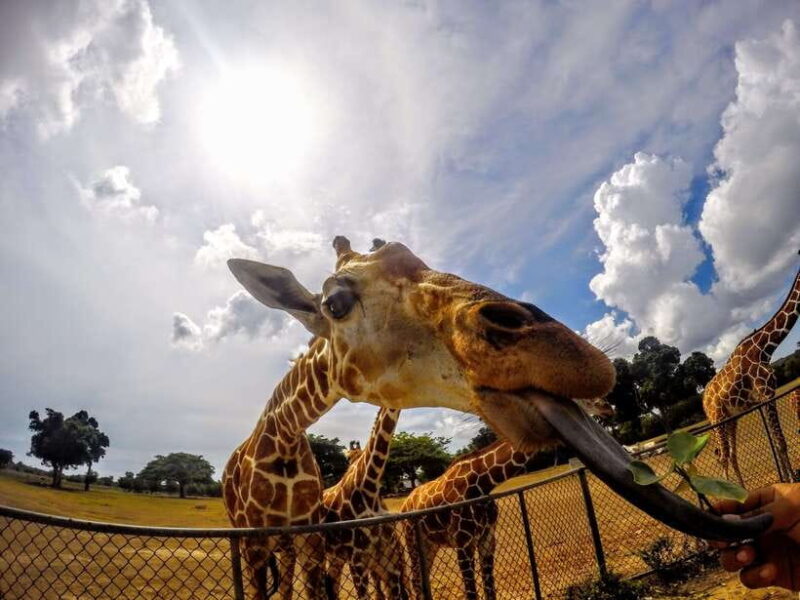 Coron: Black Island & Calauit Private Safari Tour - Final Thoughts